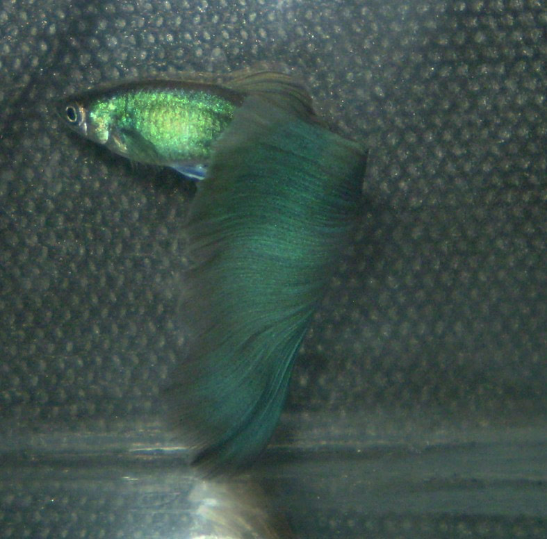 MOSCOW GREEN DELTA CASAL – GUPPY RODRIGO ZIVIANI